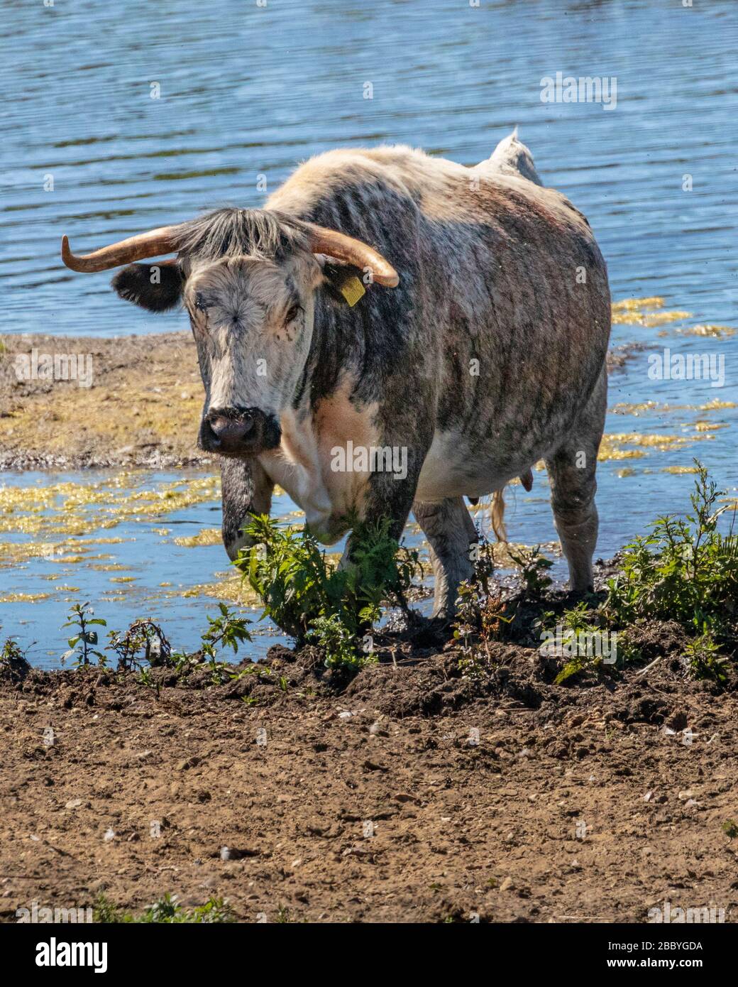 cattle walking out of water Stock Photo - Alamy