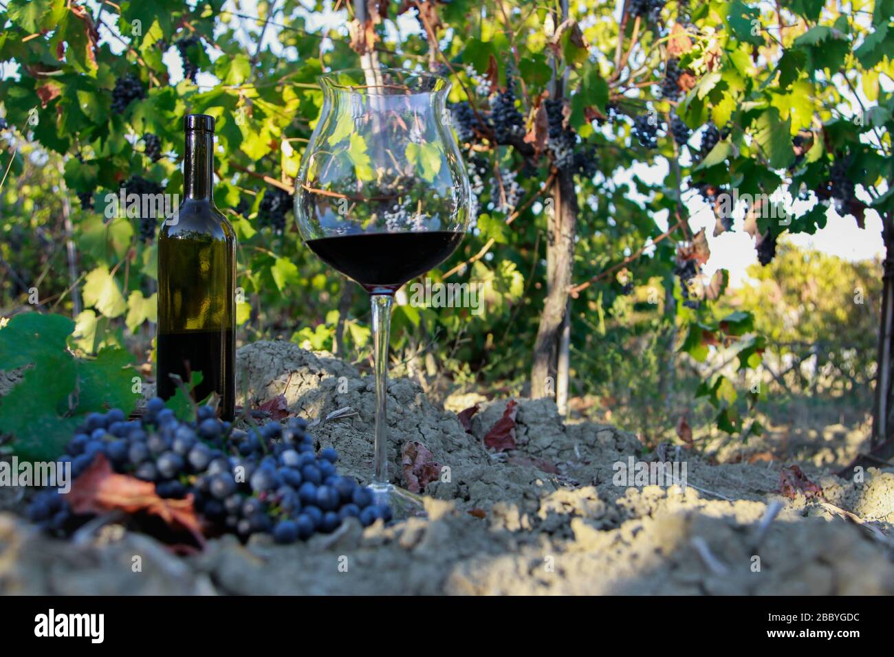 glass with wine in the vineyard Stock Photo - Alamy