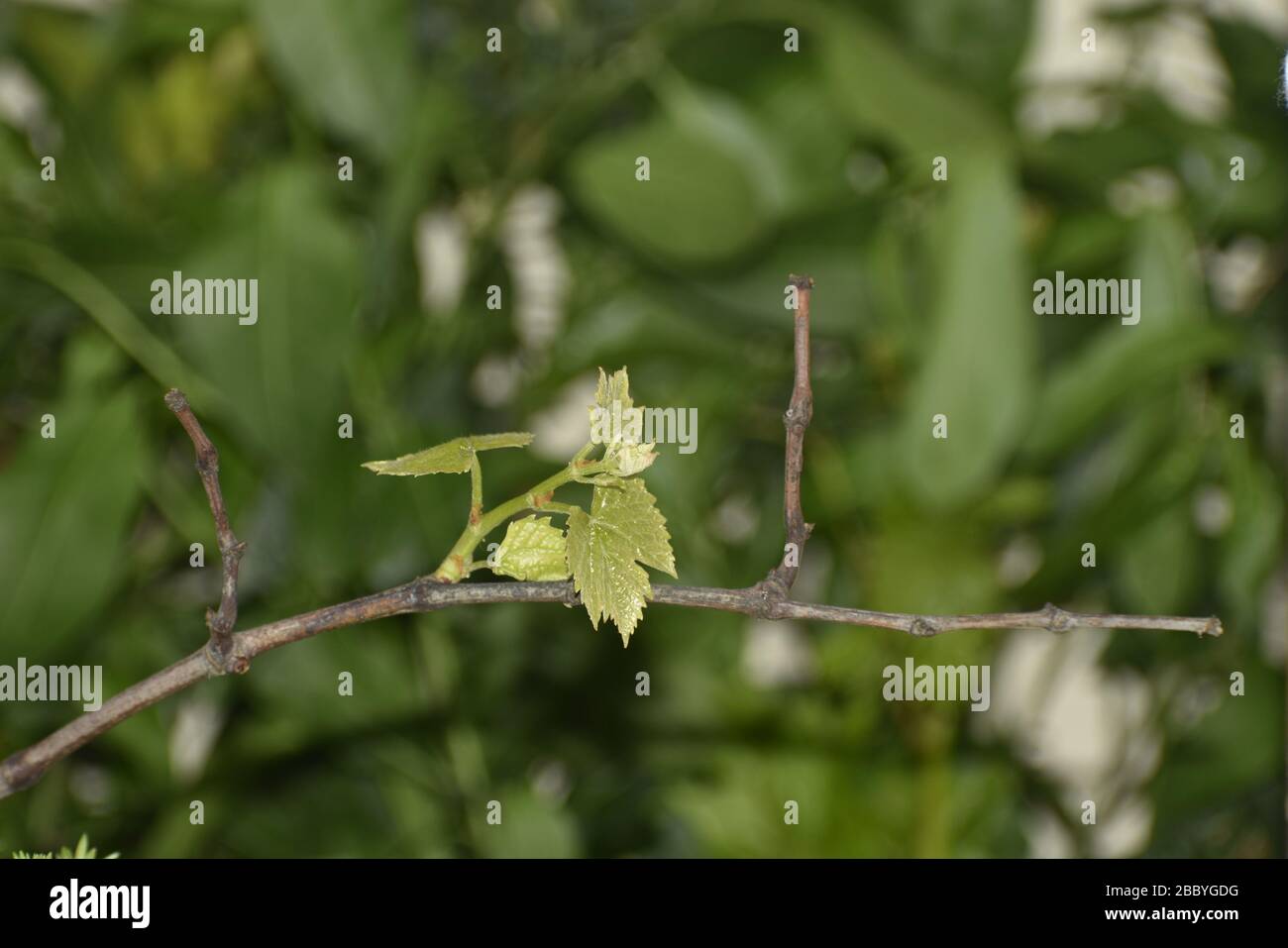A closeup photograph of a grape tree at bloom time at India Stock Photo ...