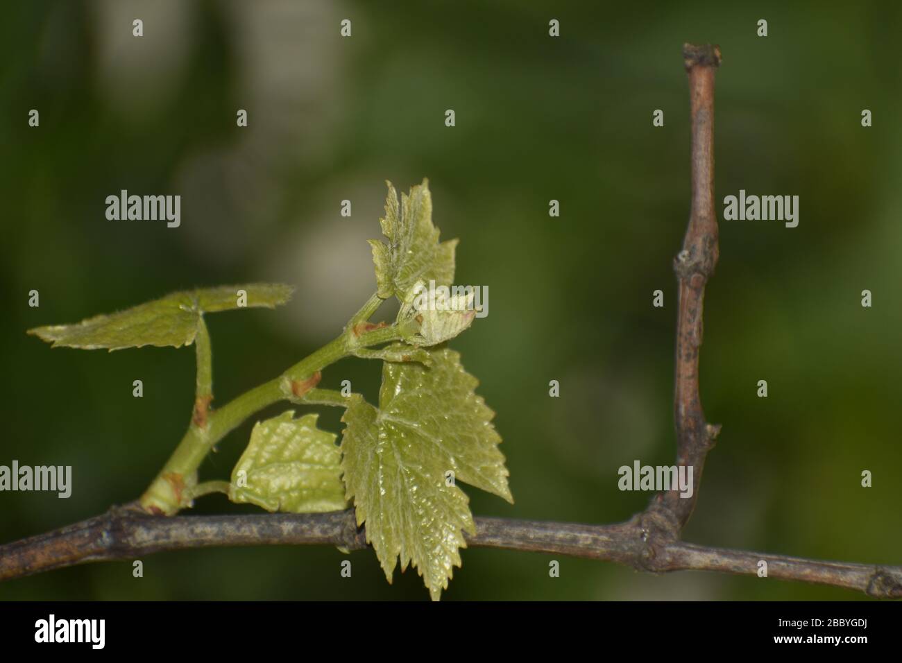 A closeup photograph of a grape tree at bloom time at India Stock Photo ...