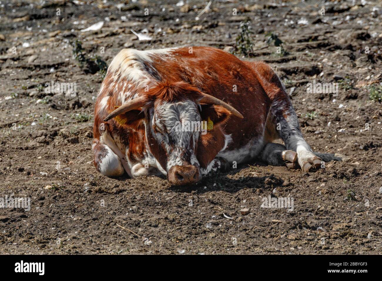Light brown cattle hi-res stock photography and images - Alamy