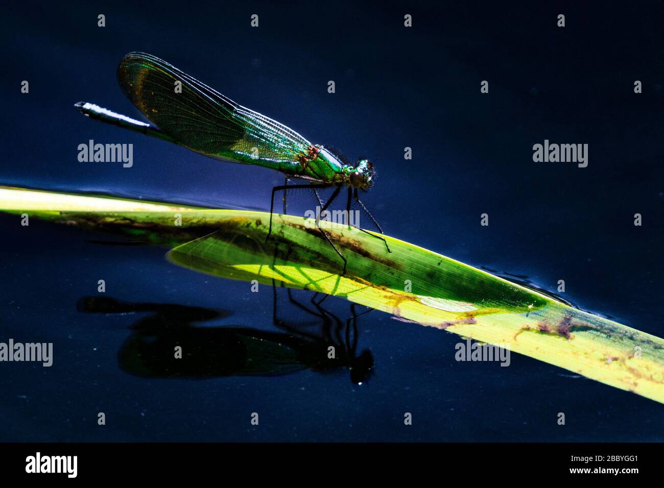 damselfly Zygoptera on a leaf in water Stock Photo - Alamy