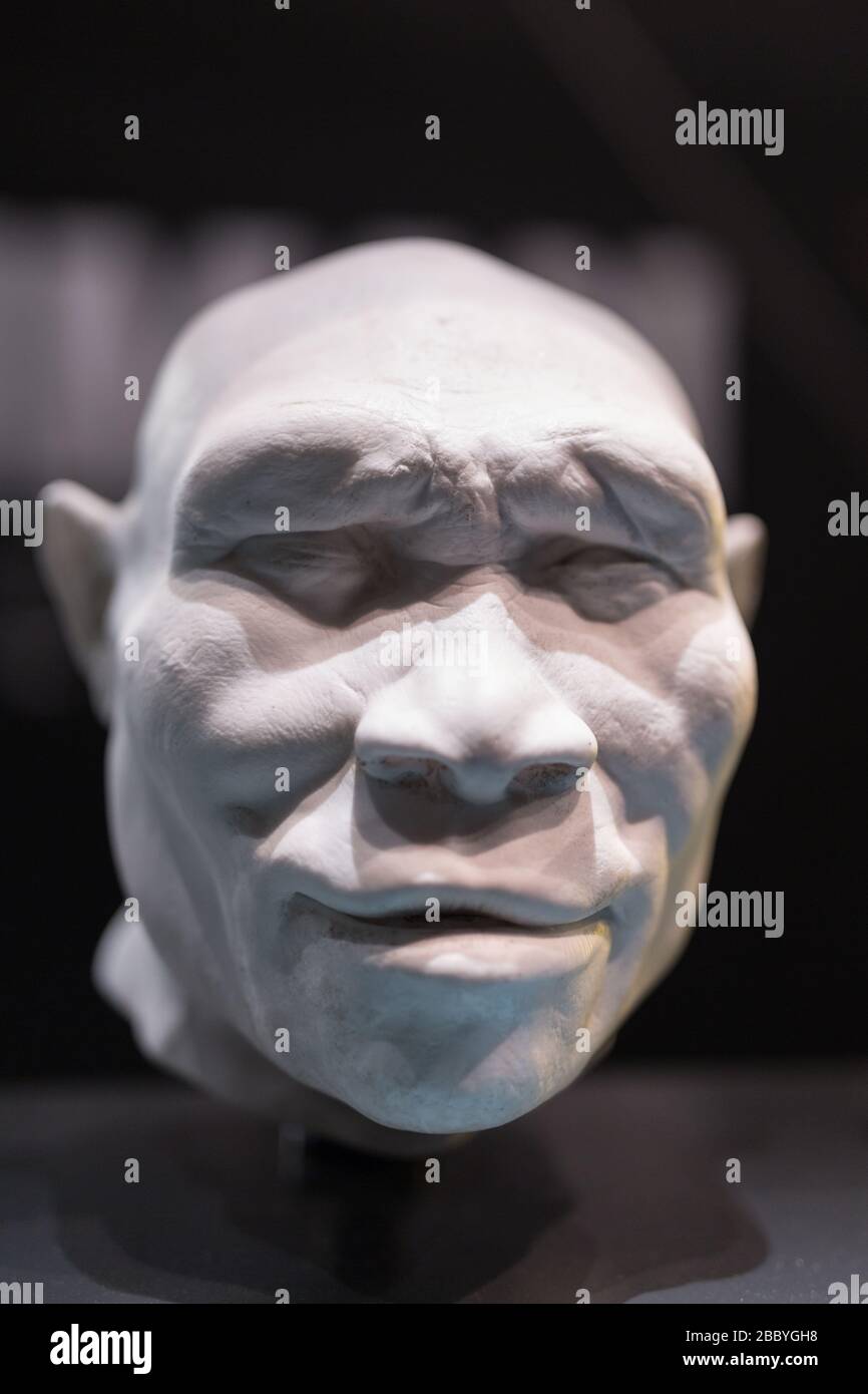 Homo rudolfensis skull hi-res stock photography and images - Alamy