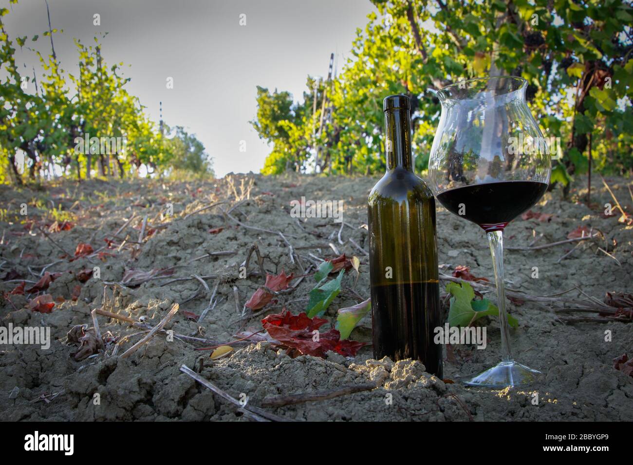 glass with wine in the vineyard Stock Photo - Alamy