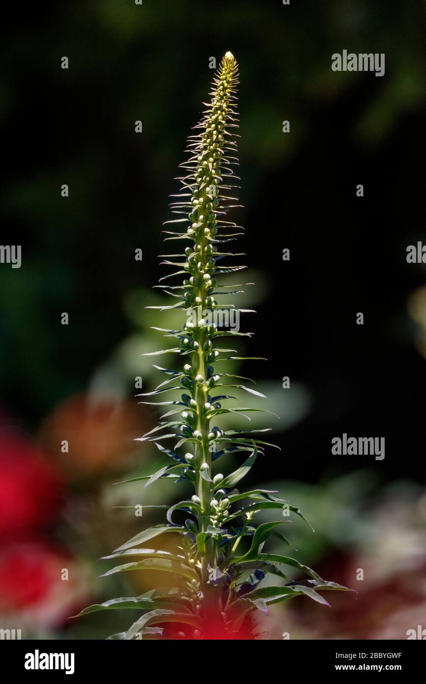 Pike border hi-res stock photography and images - Alamy