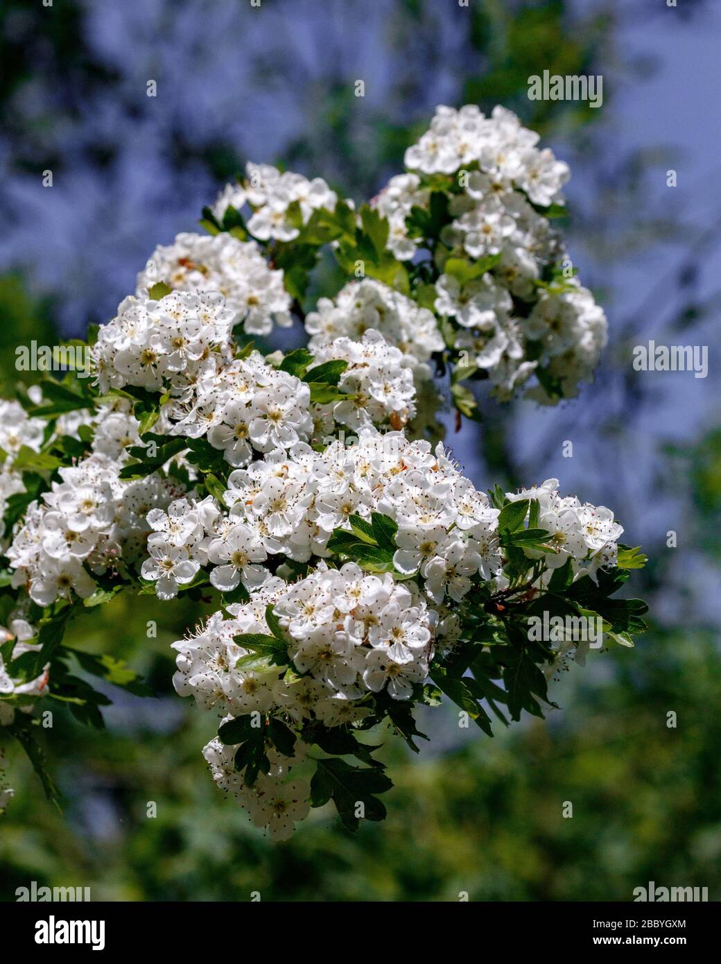 tree with white spring blossom Stock Photo - Alamy