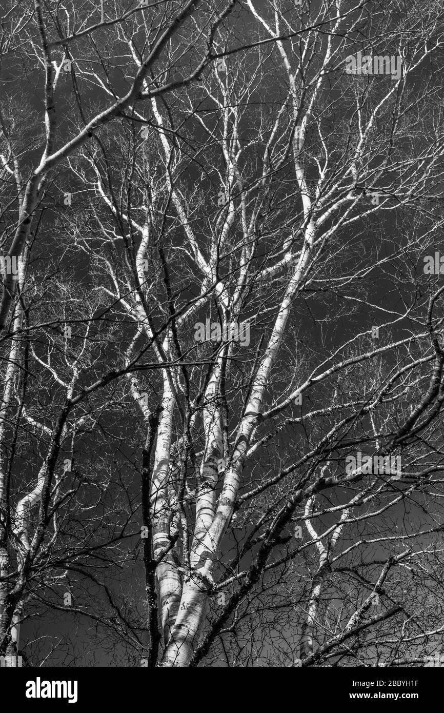 Birch tree leaf Black and White Stock Photos & Images - Alamy