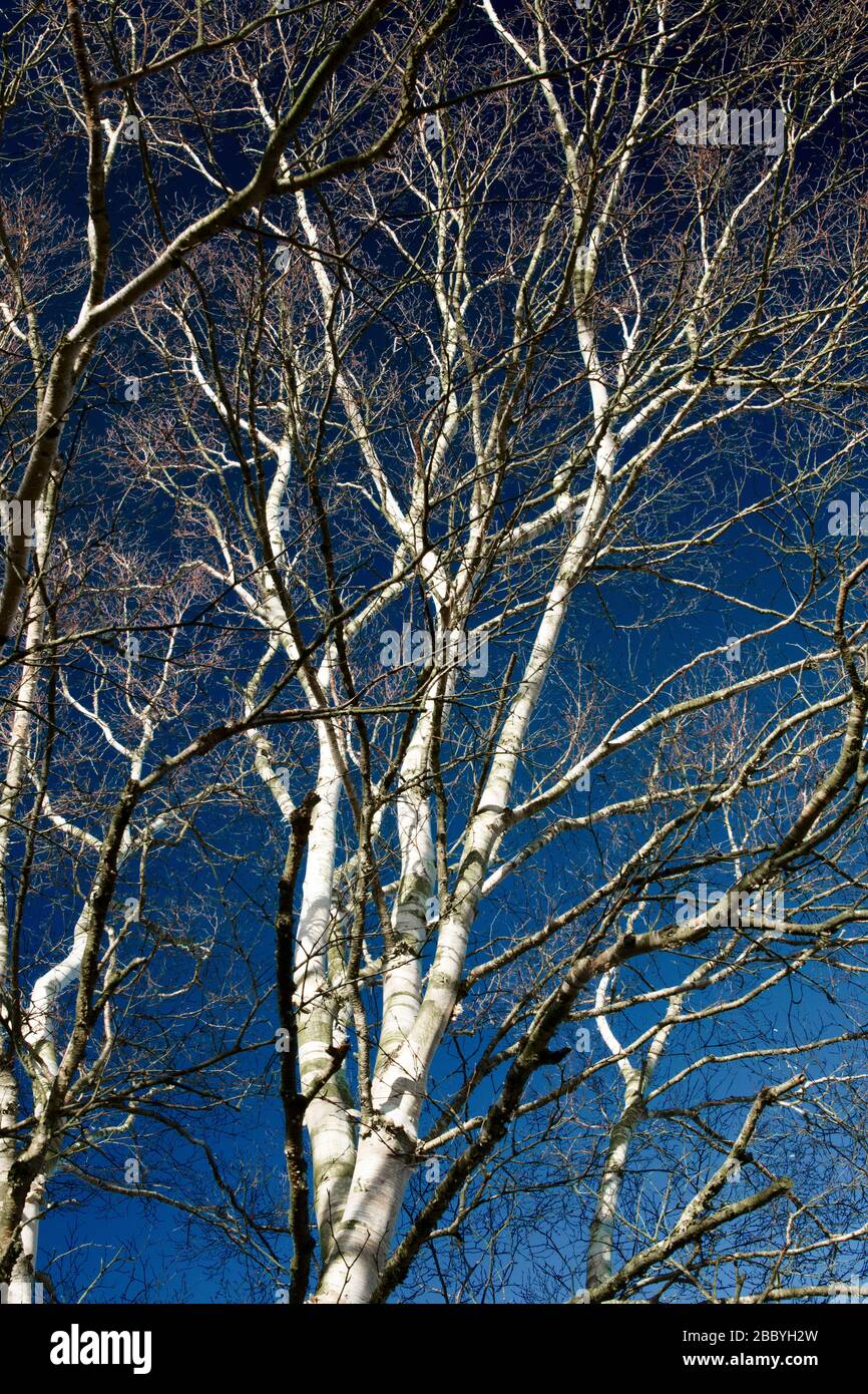 Silver birch garden hi-res stock photography and images - Alamy