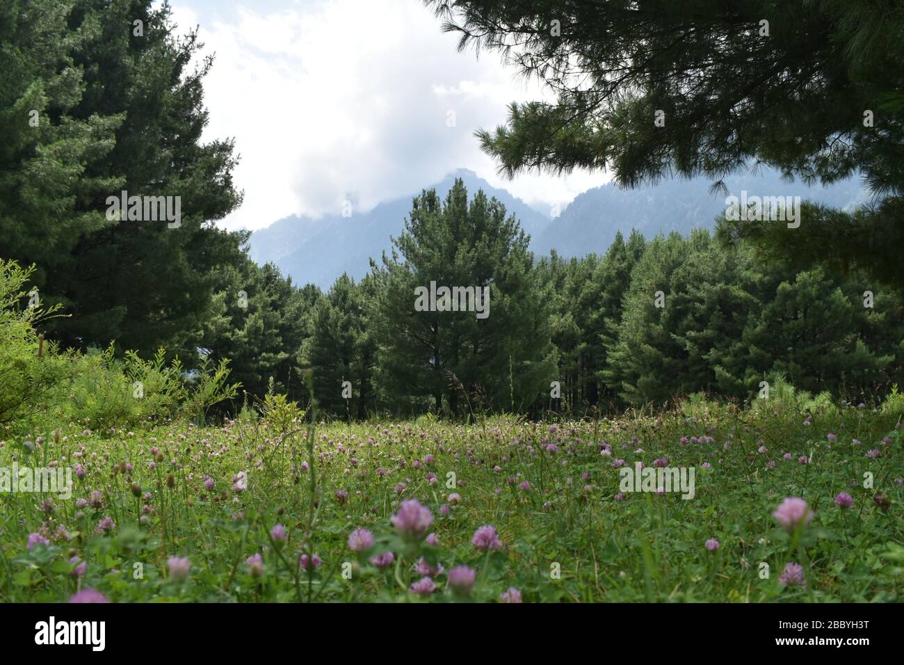 Beautiful Golf Course with Natural scenery at Pahalgam Kashmir,India ...