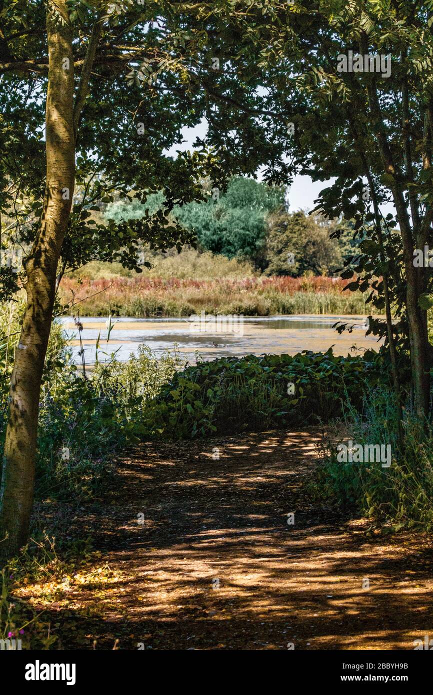Empty path throught woods hi-res stock photography and images - Alamy