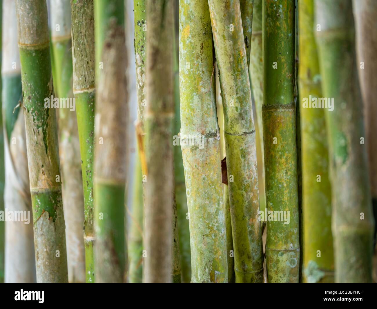 Bamboo tree close up hi-res stock photography and images - Alamy
