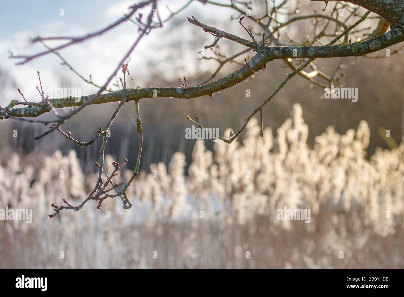 View close up reeds hi-res stock photography and images - Alamy