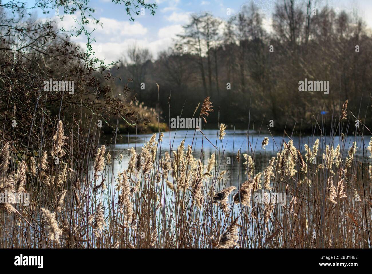 View through the hedge hi-res stock photography and images - Alamy