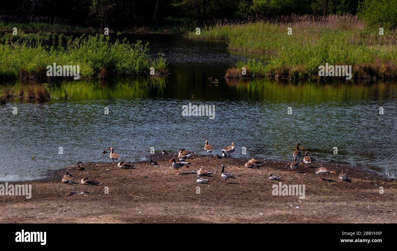 view across at lake Stock Photo - Alamy