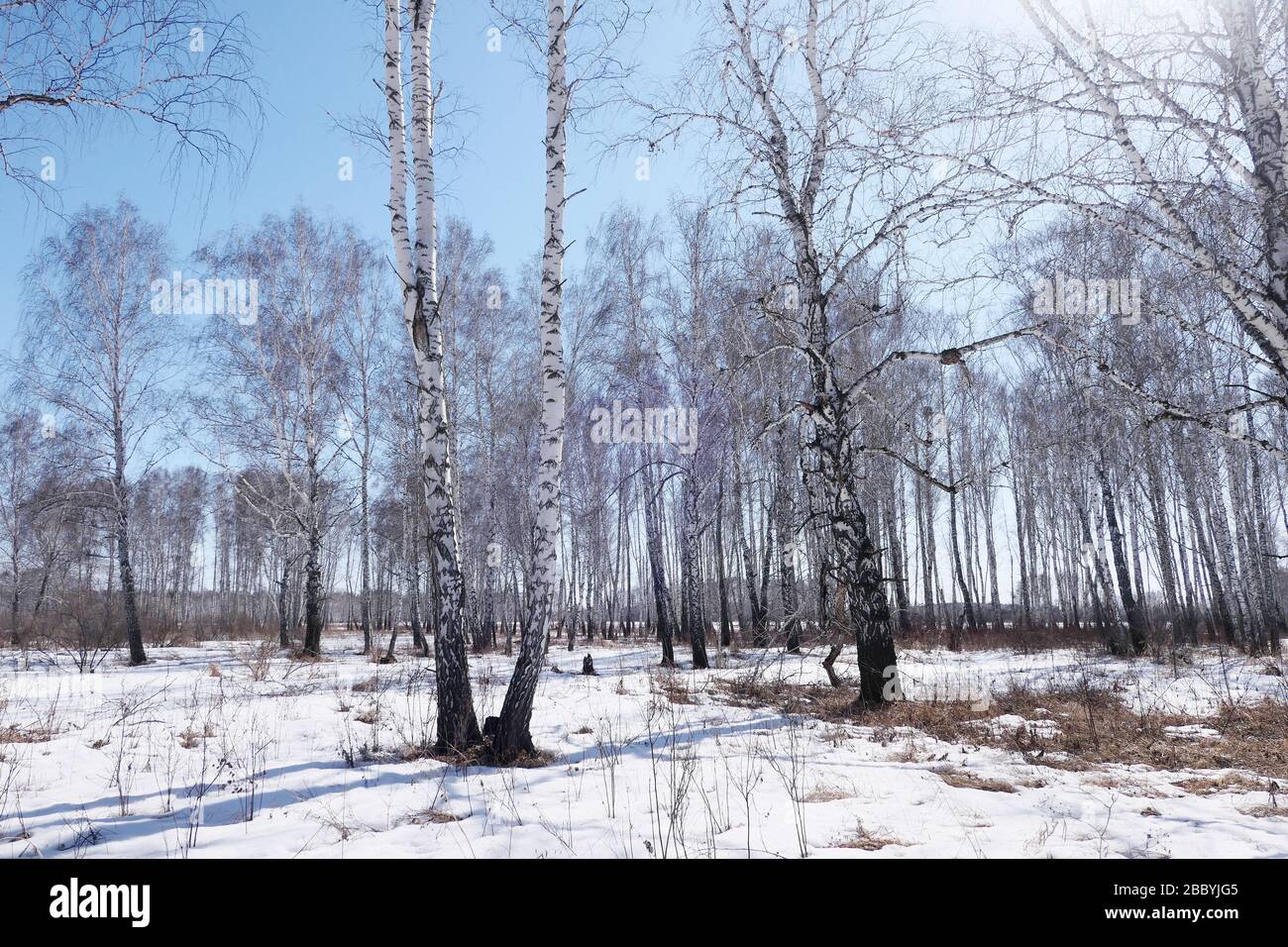 Birch spring forest Stock Photo - Alamy