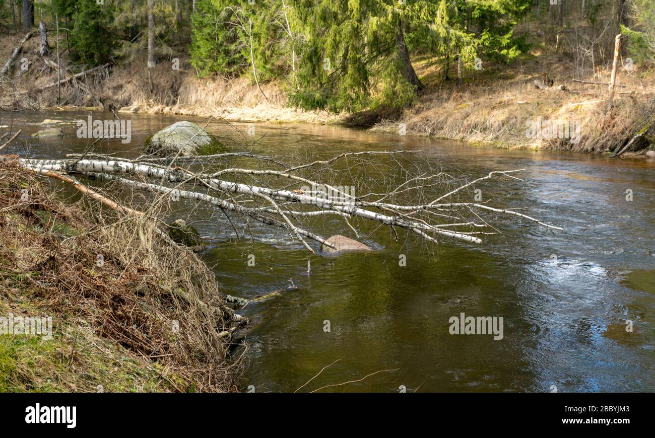 river view in early spring, dry grass and old reeds on river banks ...