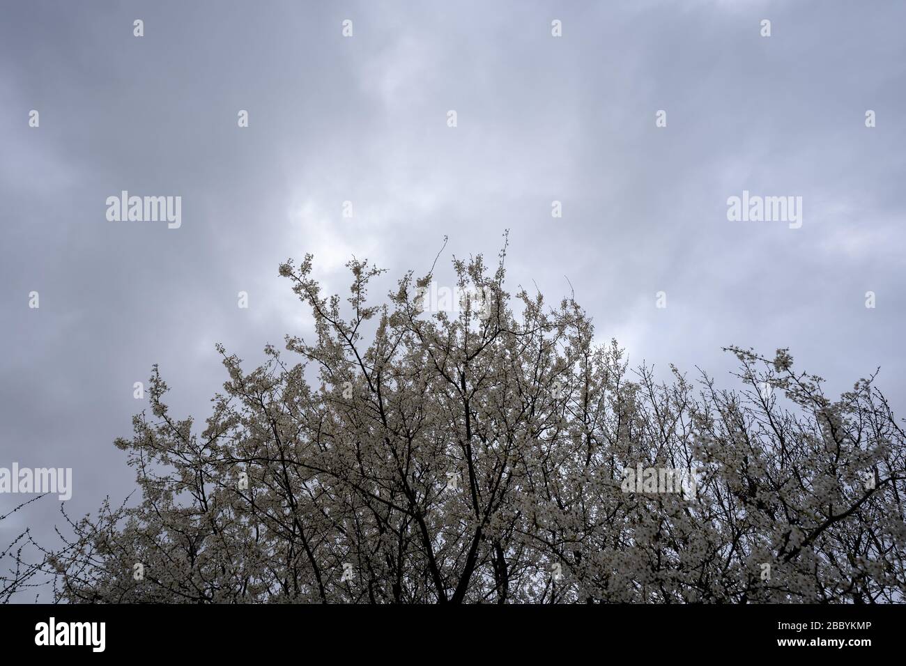 Blooming tree in spring hi-res stock photography and images - Alamy