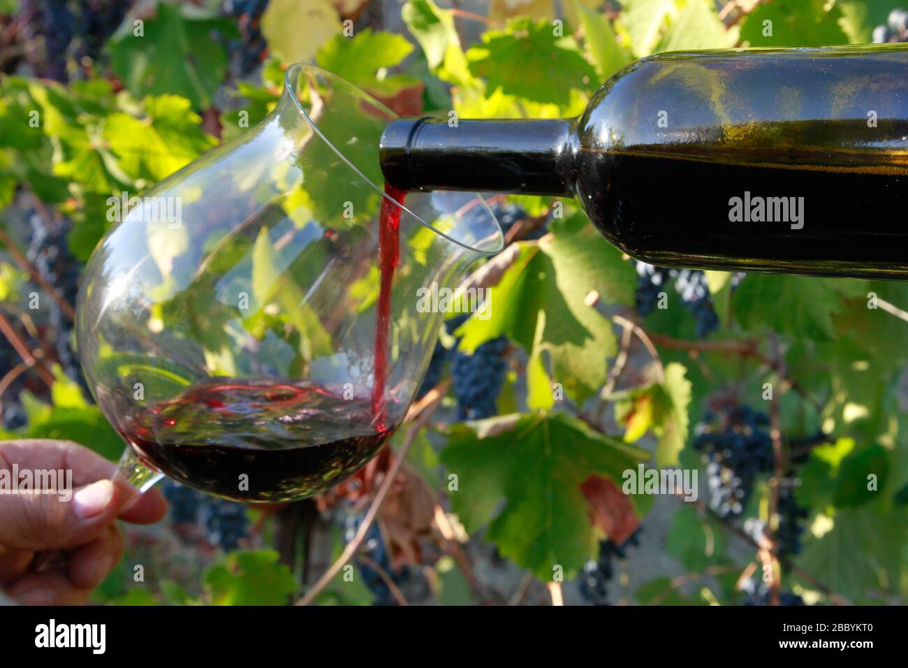 glass with wine in the vineyard Stock Photo - Alamy