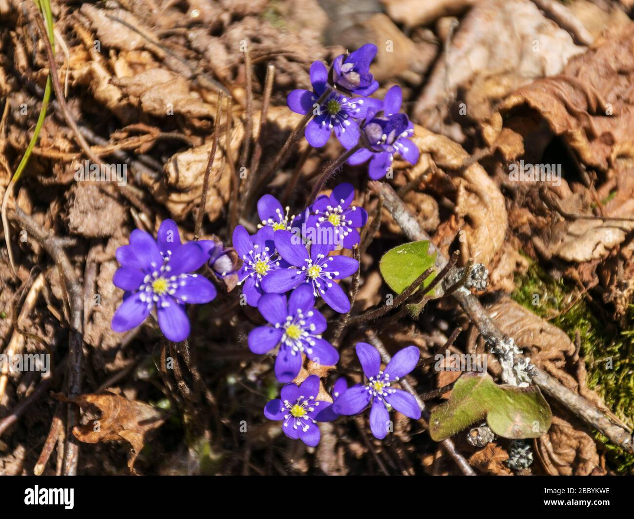 picture with the first blue spring flowers in the wild, the color of ...