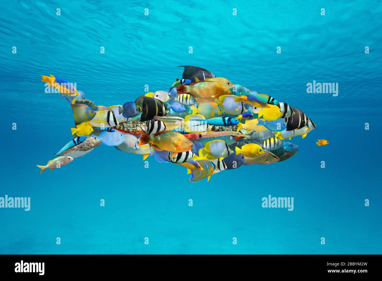 School of colorful Caribbean tropical fish grouped together into a ...