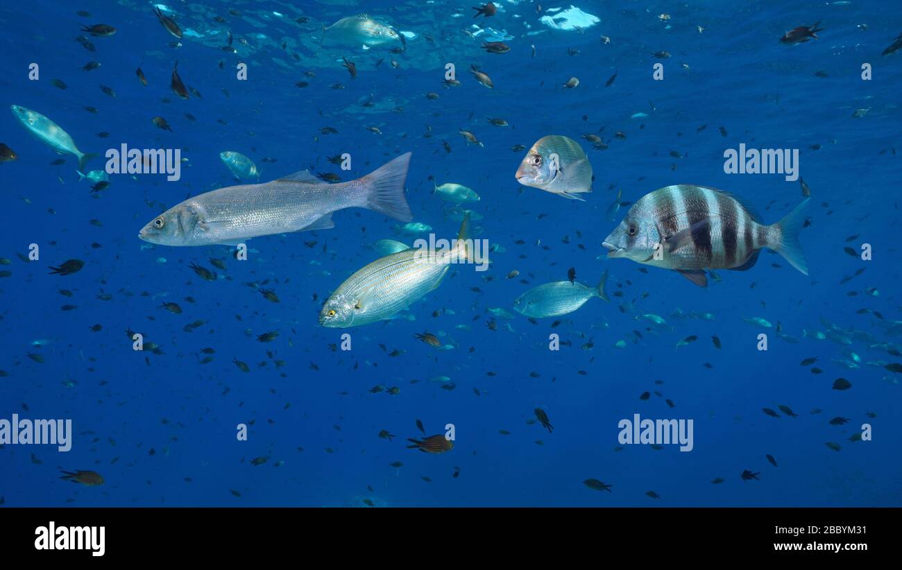 Under water fishes hi-res stock photography and images - Alamy