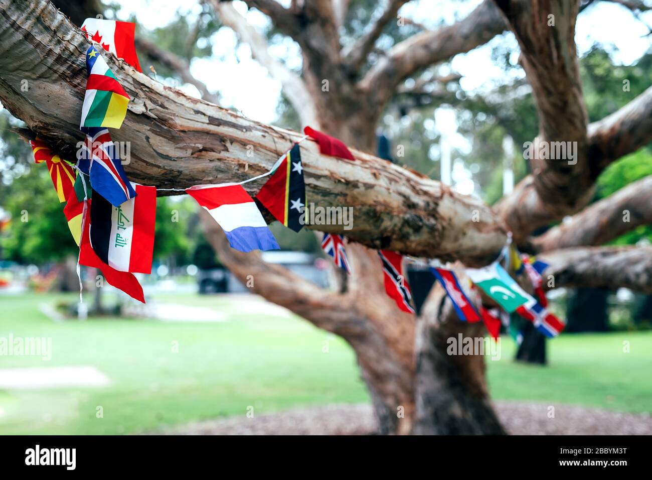 Flags of different countries in the tree. Multicultural network ...