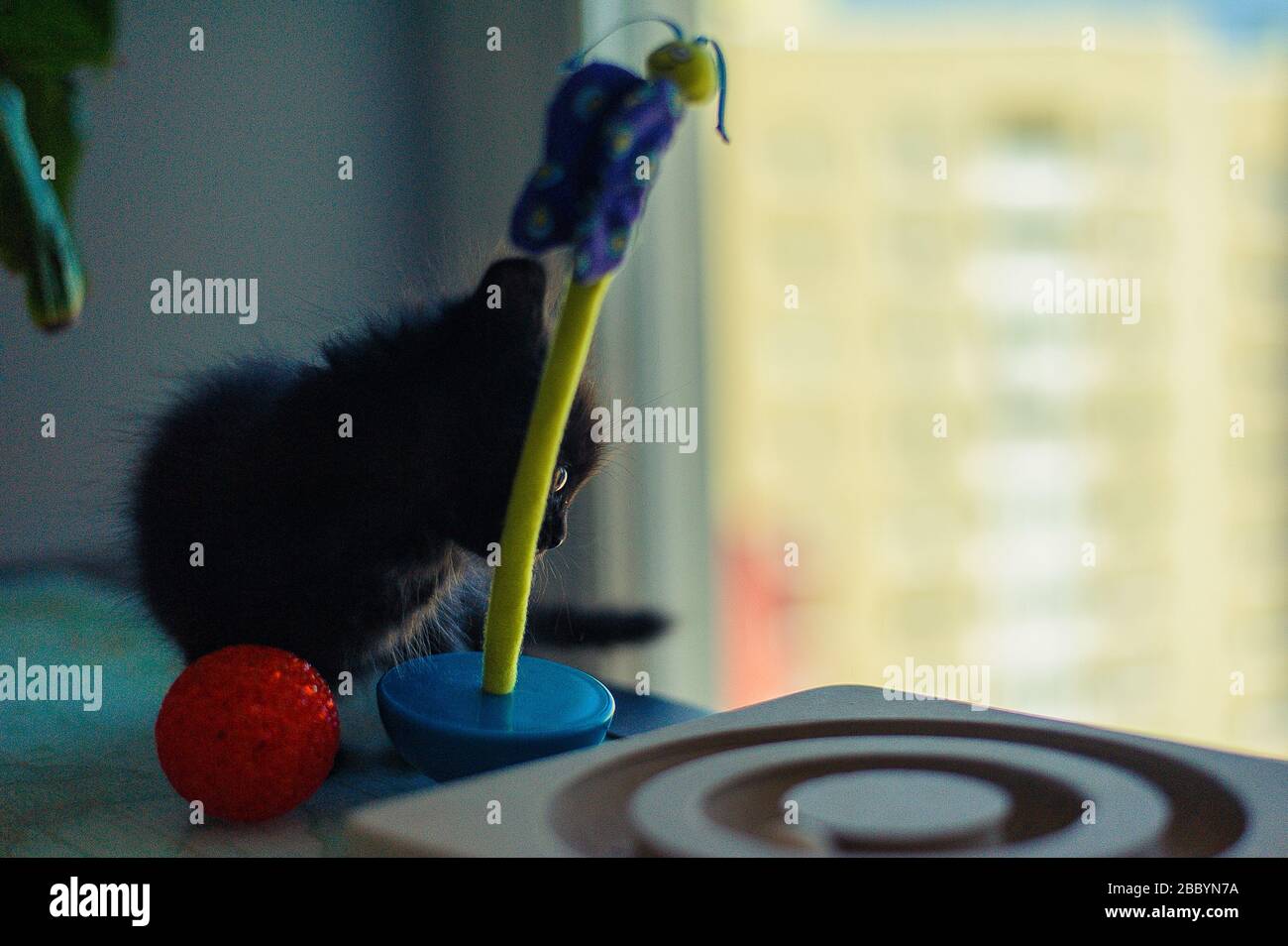 Roly poly toy hi-res stock photography and images - Alamy