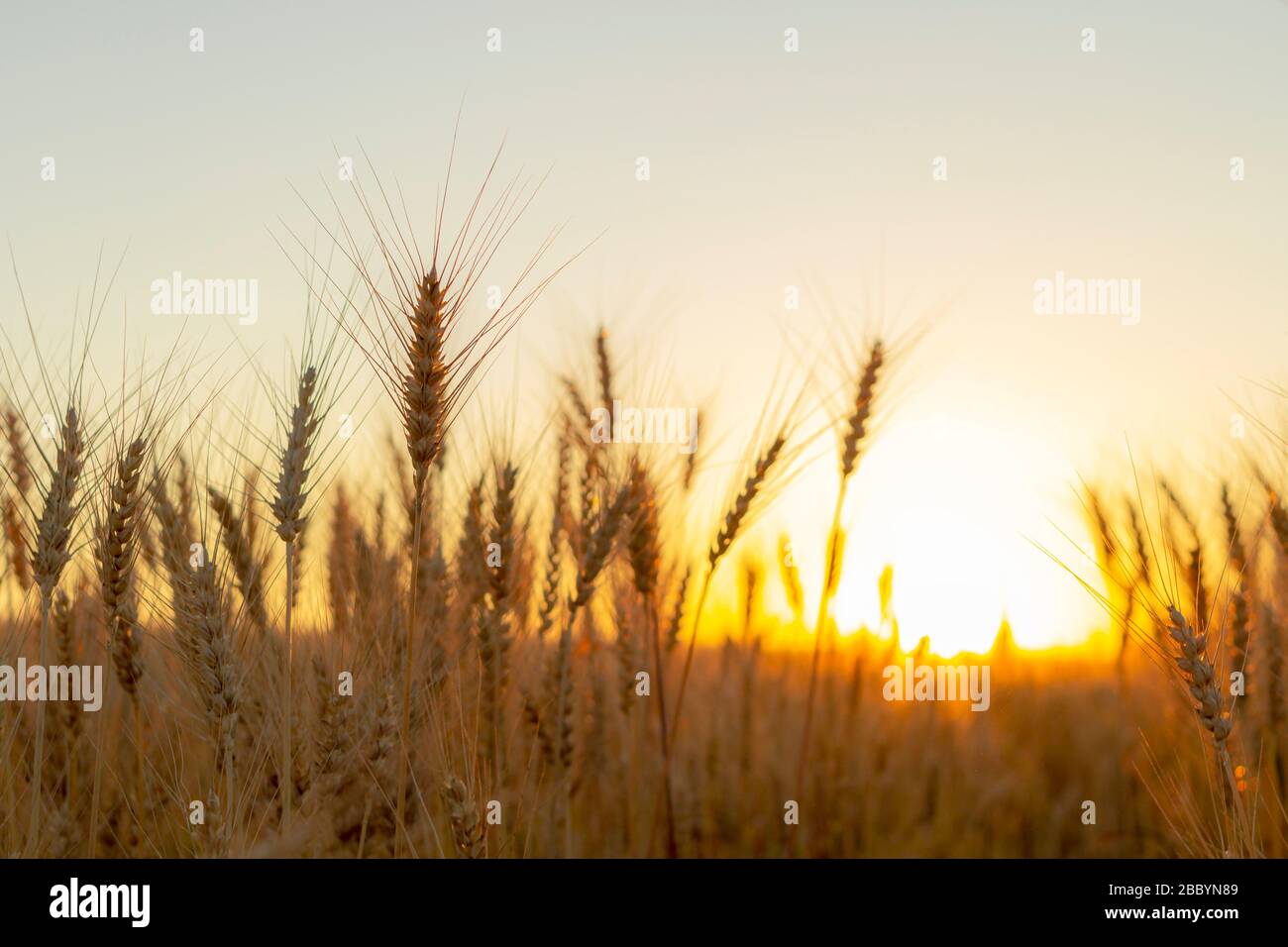 Wheatfield of gold color in sunset.Golden sunset over wheat field Stock ...