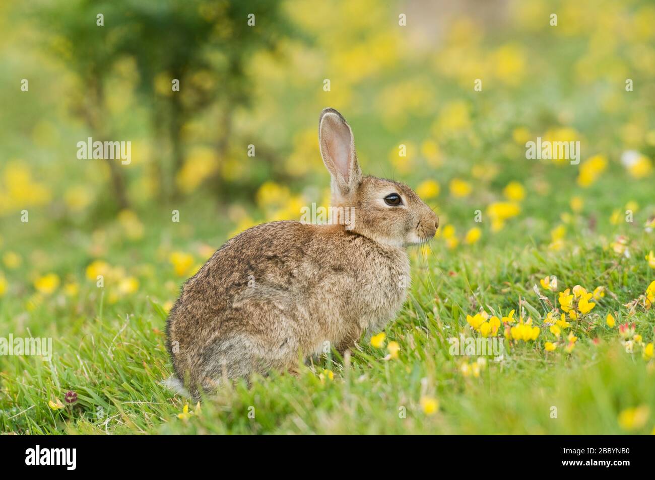 Invasive species rabbit hi-res stock photography and images - Alamy