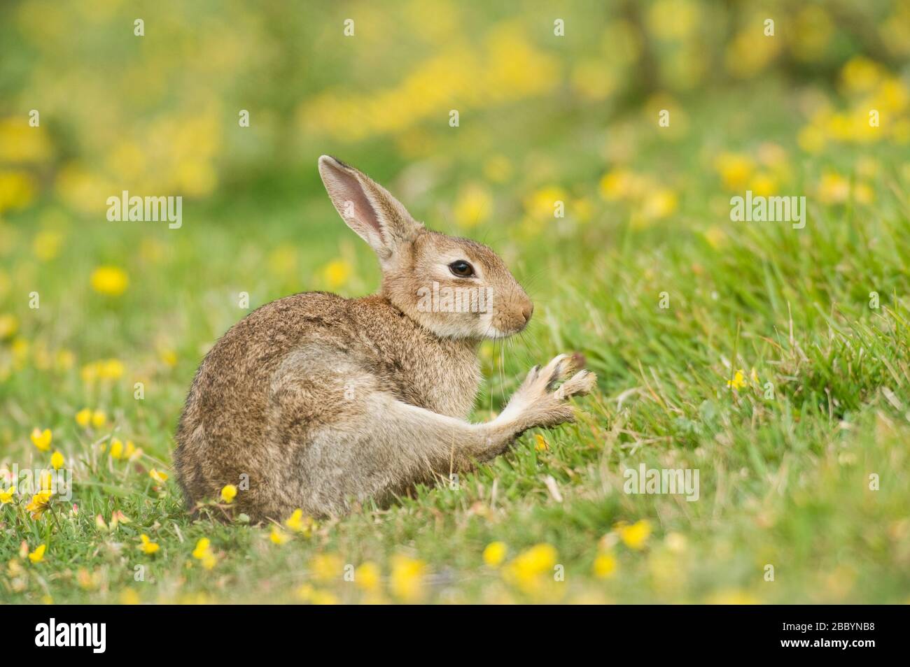 Invasive species rabbit hi-res stock photography and images - Alamy