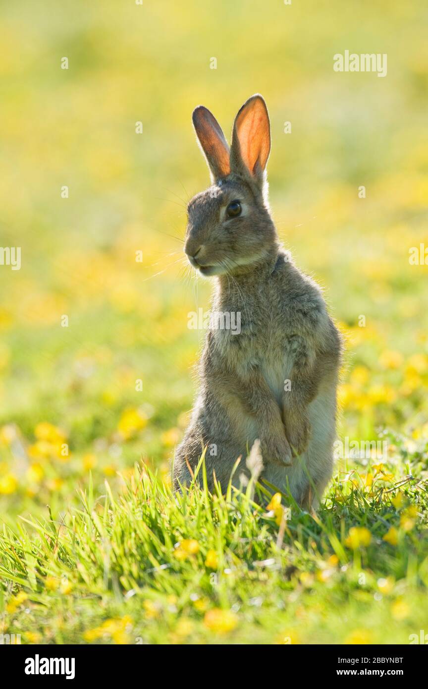 Invasive species rabbit hi-res stock photography and images - Alamy