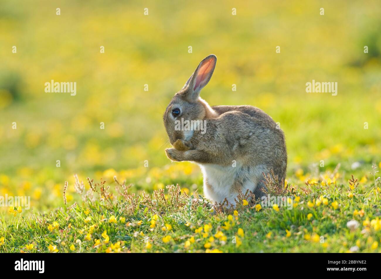 Invasive species rabbit hi-res stock photography and images - Alamy