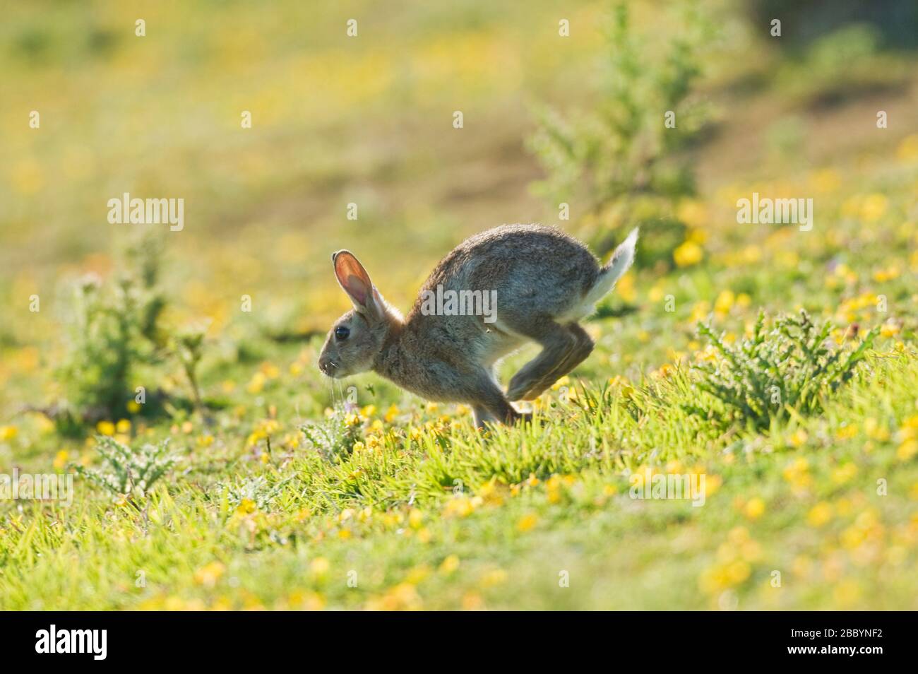 Invasive species rabbit hi-res stock photography and images - Alamy