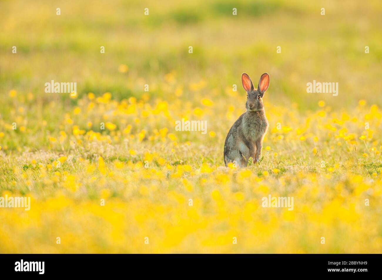 Invasive species rabbit hi-res stock photography and images - Alamy