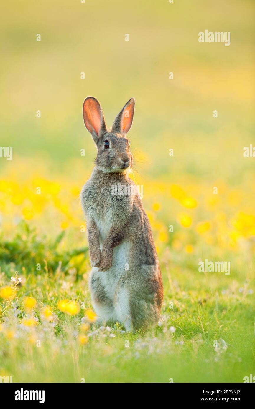 Invasive species rabbit hi-res stock photography and images - Alamy