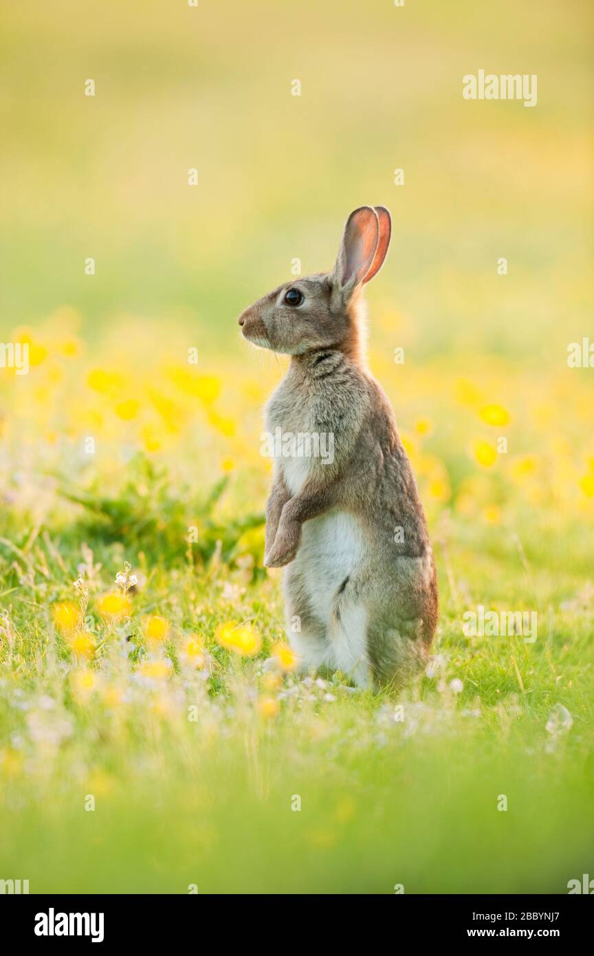 Invasive species rabbit hi-res stock photography and images - Alamy