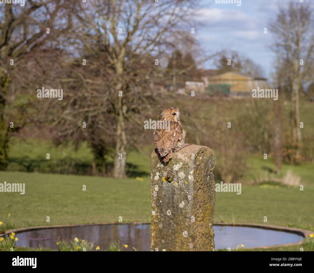 Falcon breeding centre hi-res stock photography and images - Alamy