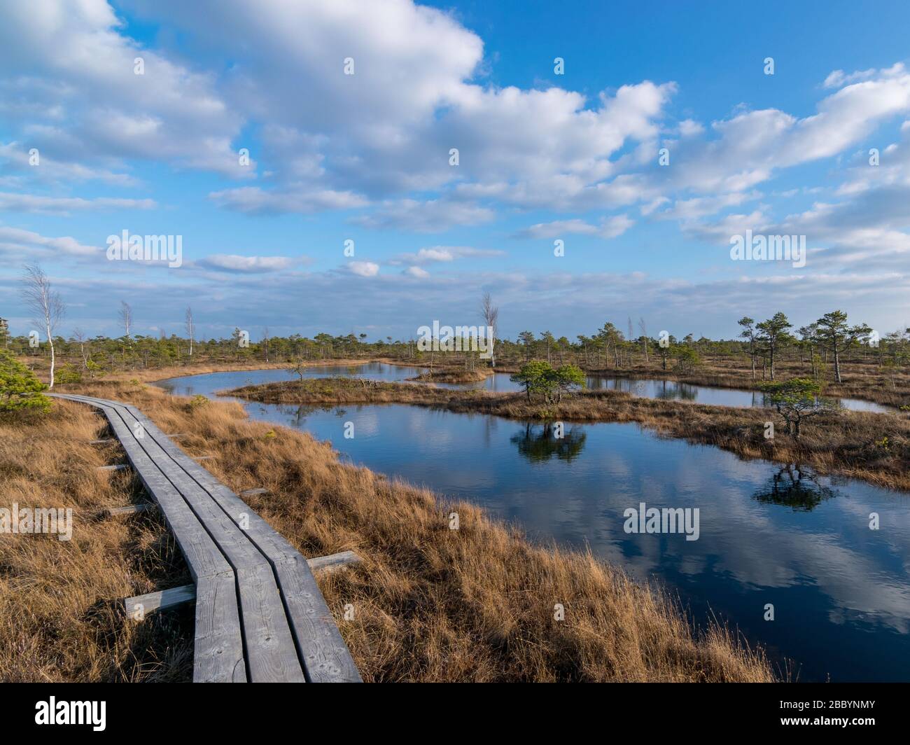 Wooden pathway through swamp wetlands with small pine trees, marsh ...