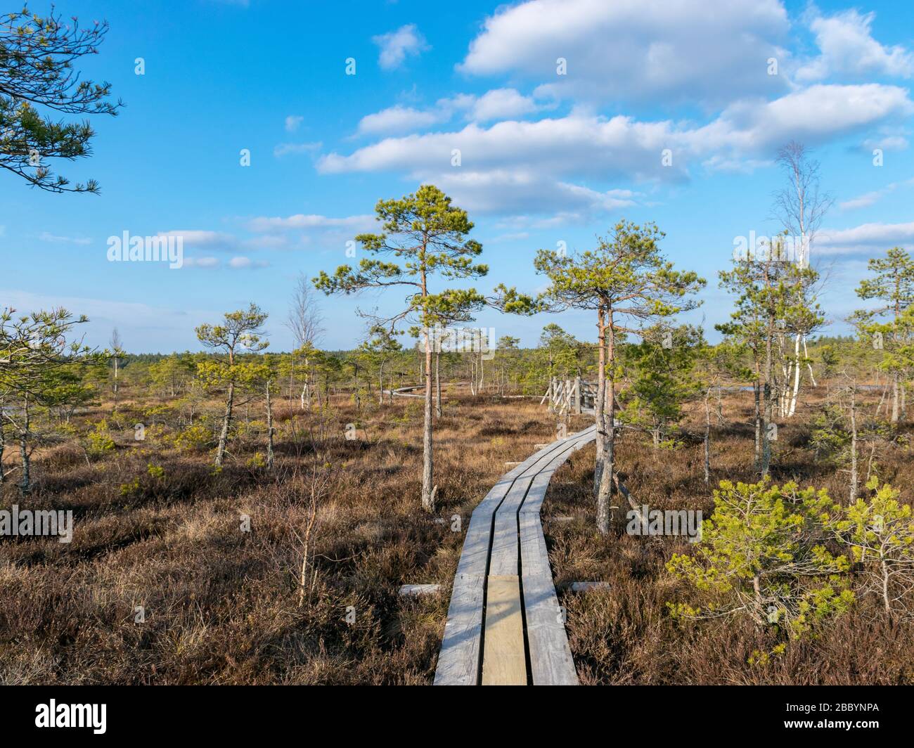 Wooden pathway through swamp wetlands with small pine trees, marsh ...