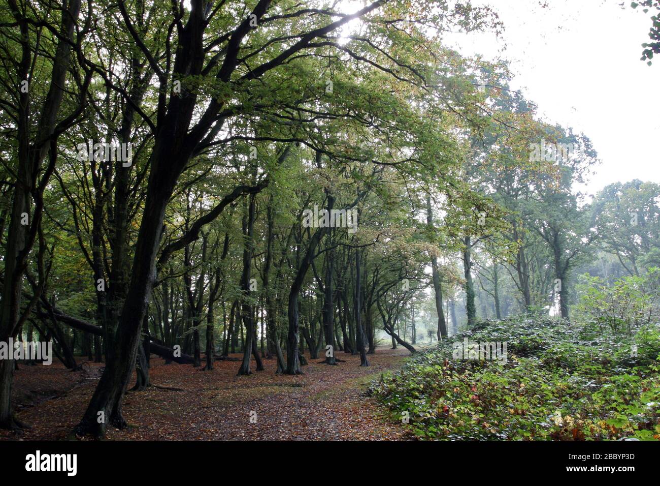Hainault forest country park hi-res stock photography and images - Alamy