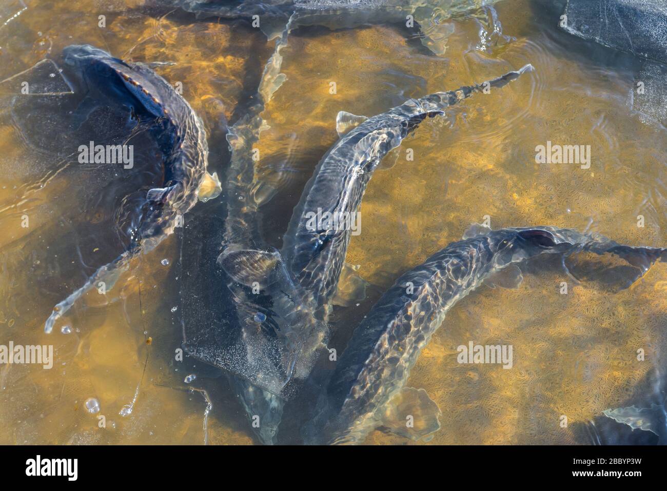 The Sturgeons big fishes in river water. This fish is a source for ...
