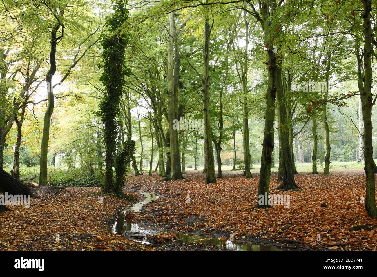 Trees in the park. Hainault Forest Country Park, Redbridge Stock Photo - Alamy