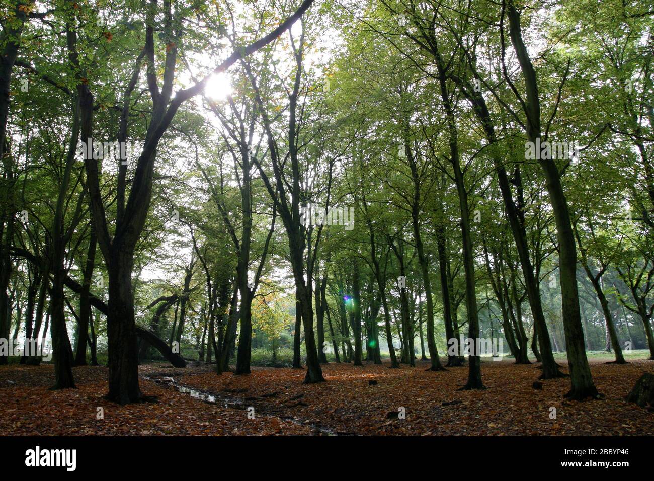 Hainault country park hi-res stock photography and images - Alamy