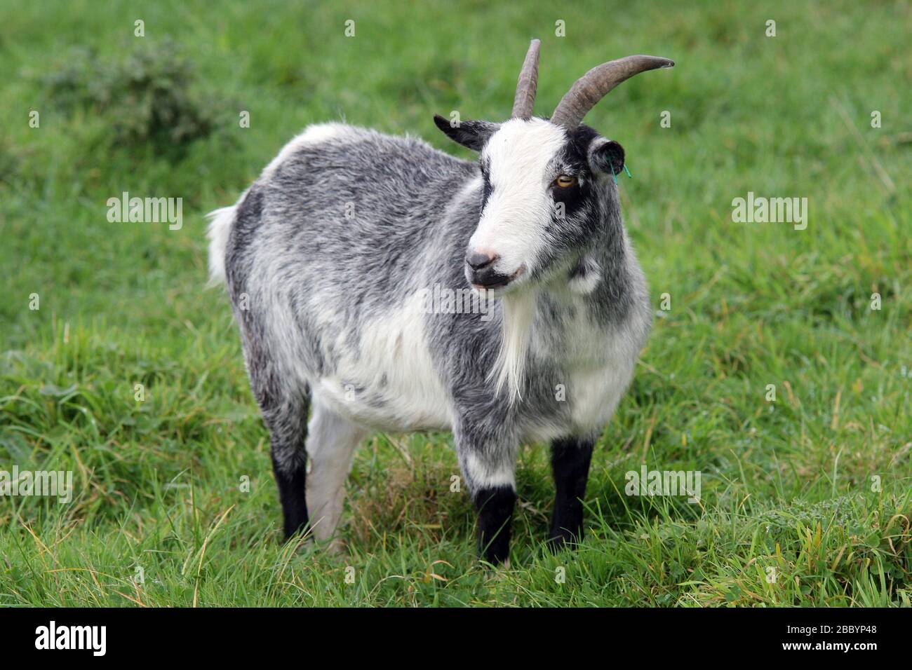 Hainault forest country park hi-res stock photography and images - Alamy