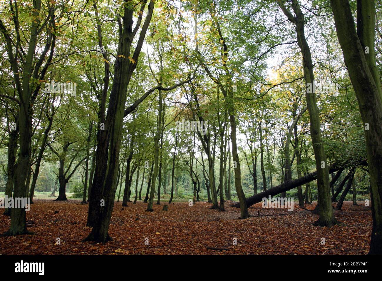 Hainault country park hi-res stock photography and images - Alamy