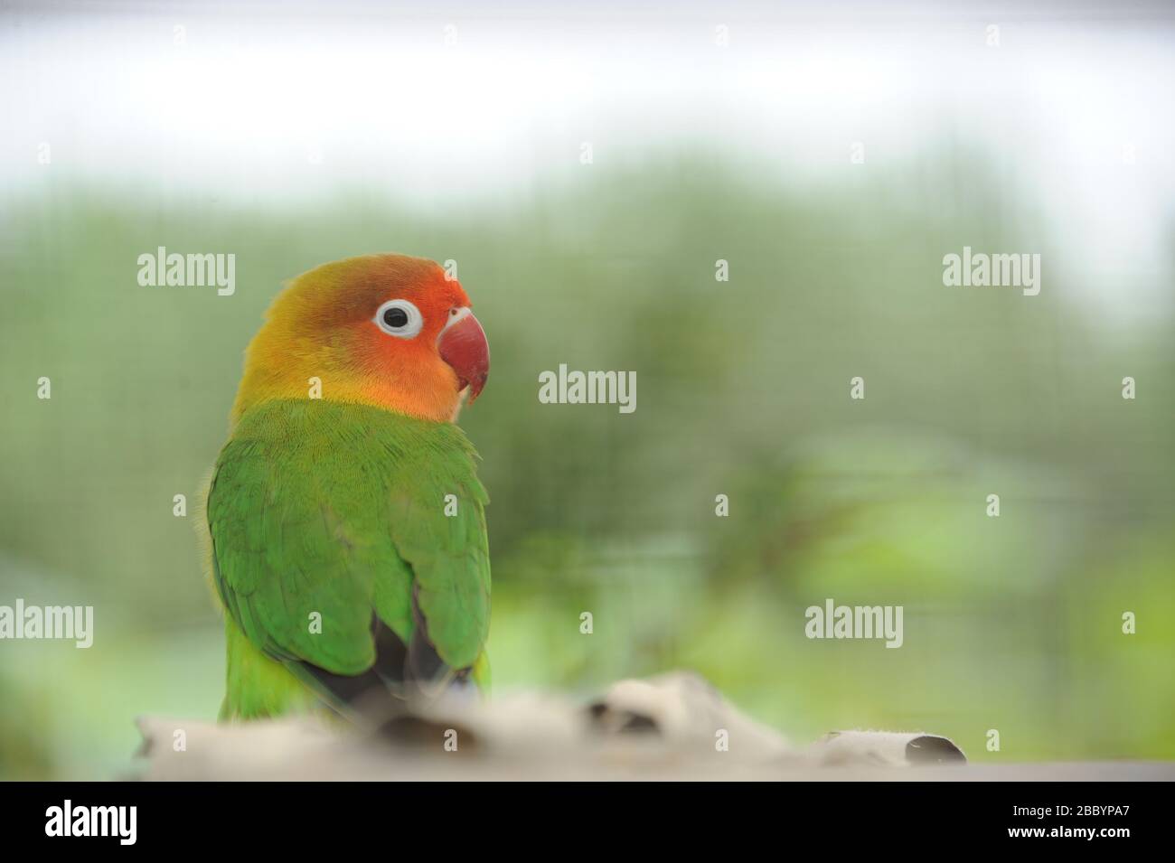 Lovely bird hi-res stock photography and images - Alamy