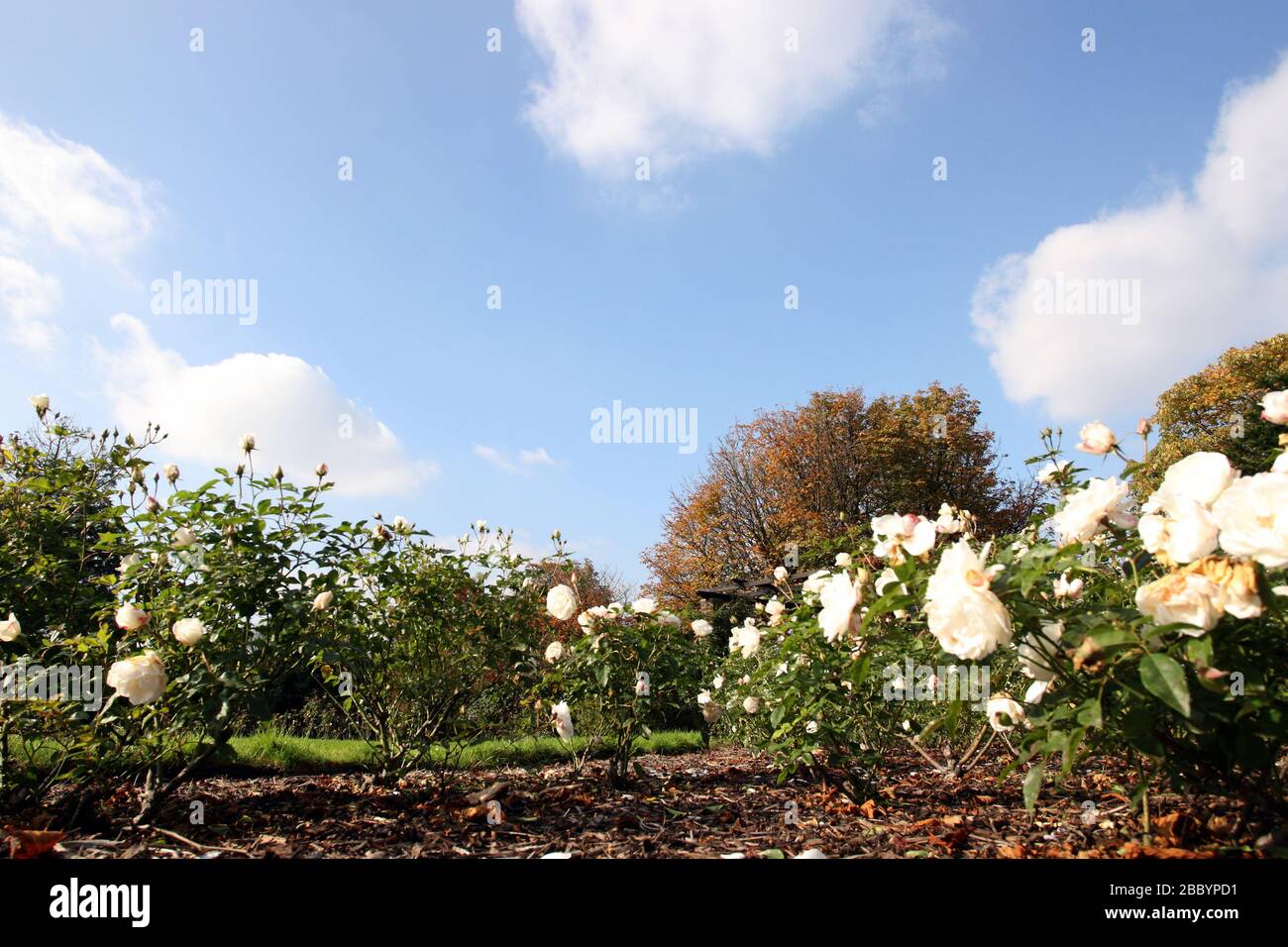 Rose bed. Clayhall Park, Longwood Gardens, Ilford, London Borough of ...