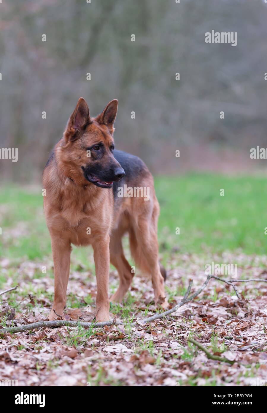Portrait of a German Shepherd, 3 years old, standing in full body, in the forrest, autumn leafs ...