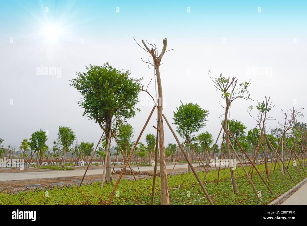 Newly planted trees in the park.Newly planted trees with green lawns ...