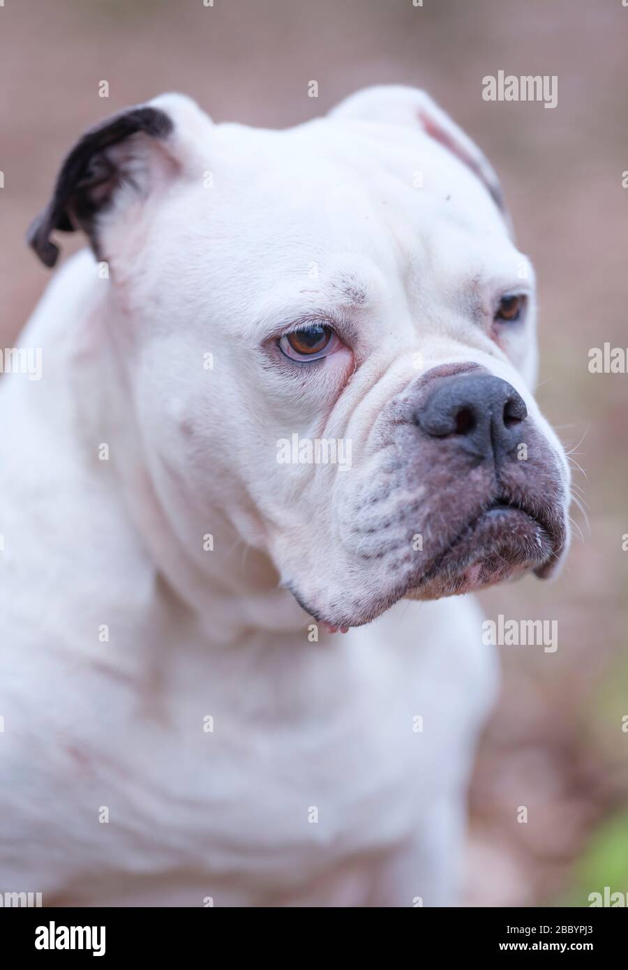 Dog with overbite hi-res stock photography and images - Alamy